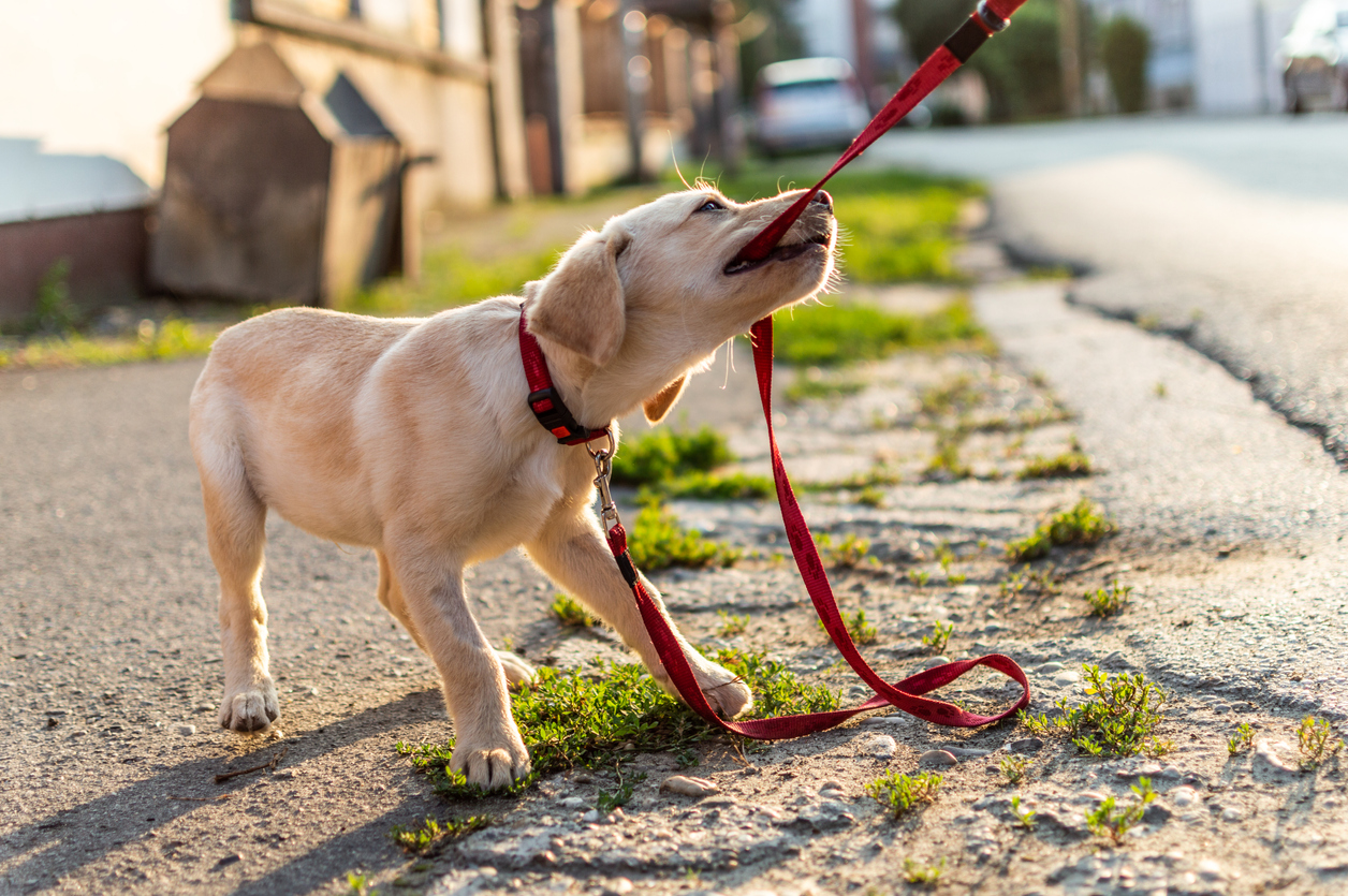 Michigan Dog Leash Laws 855 MIKE WINS Mike Morse Law Firm