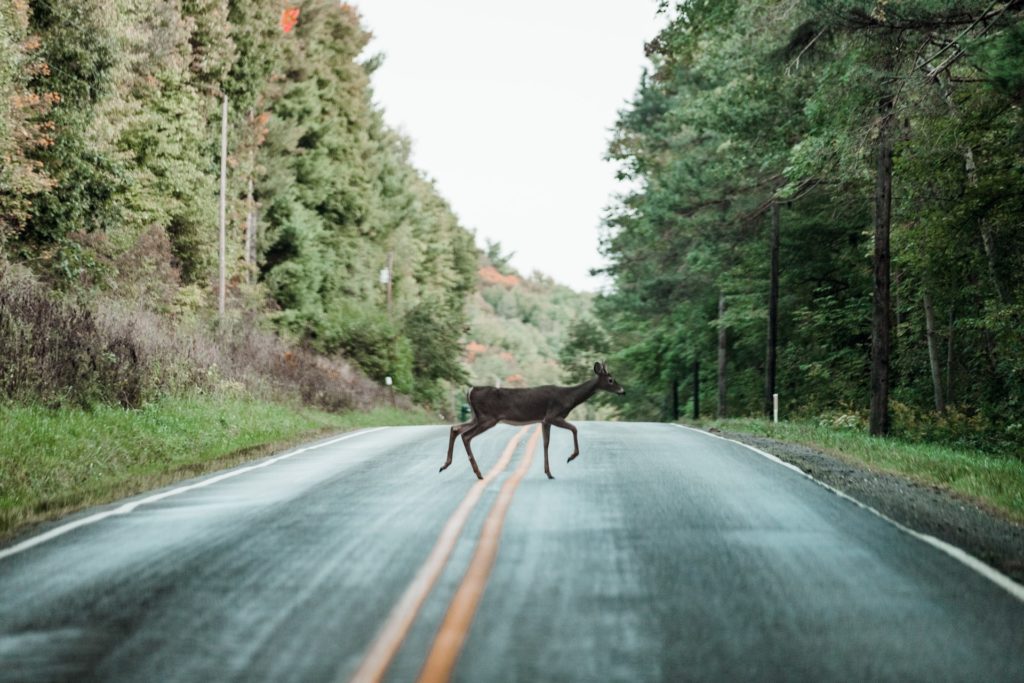 Do You Have To File A Police Report If You Hit A Deer In Michigan?