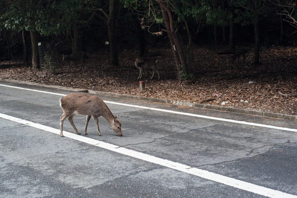 What To Do If You Hit A Deer? | Mike Morse Injury Law Firm