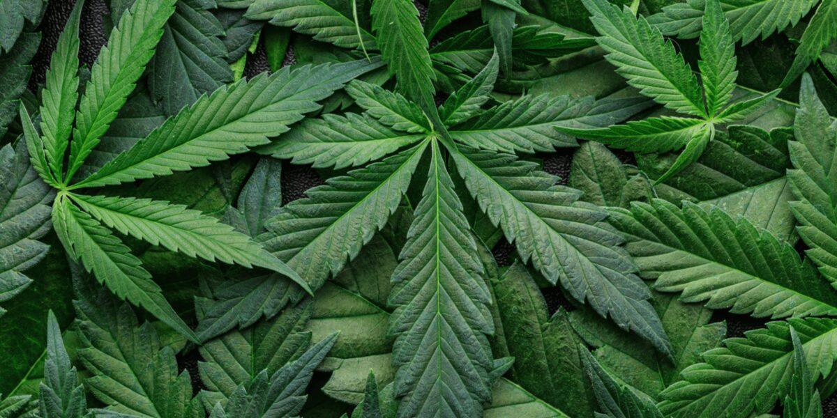 It’s Time to Get into the Weeds of Michigan’s Marijuana Laws